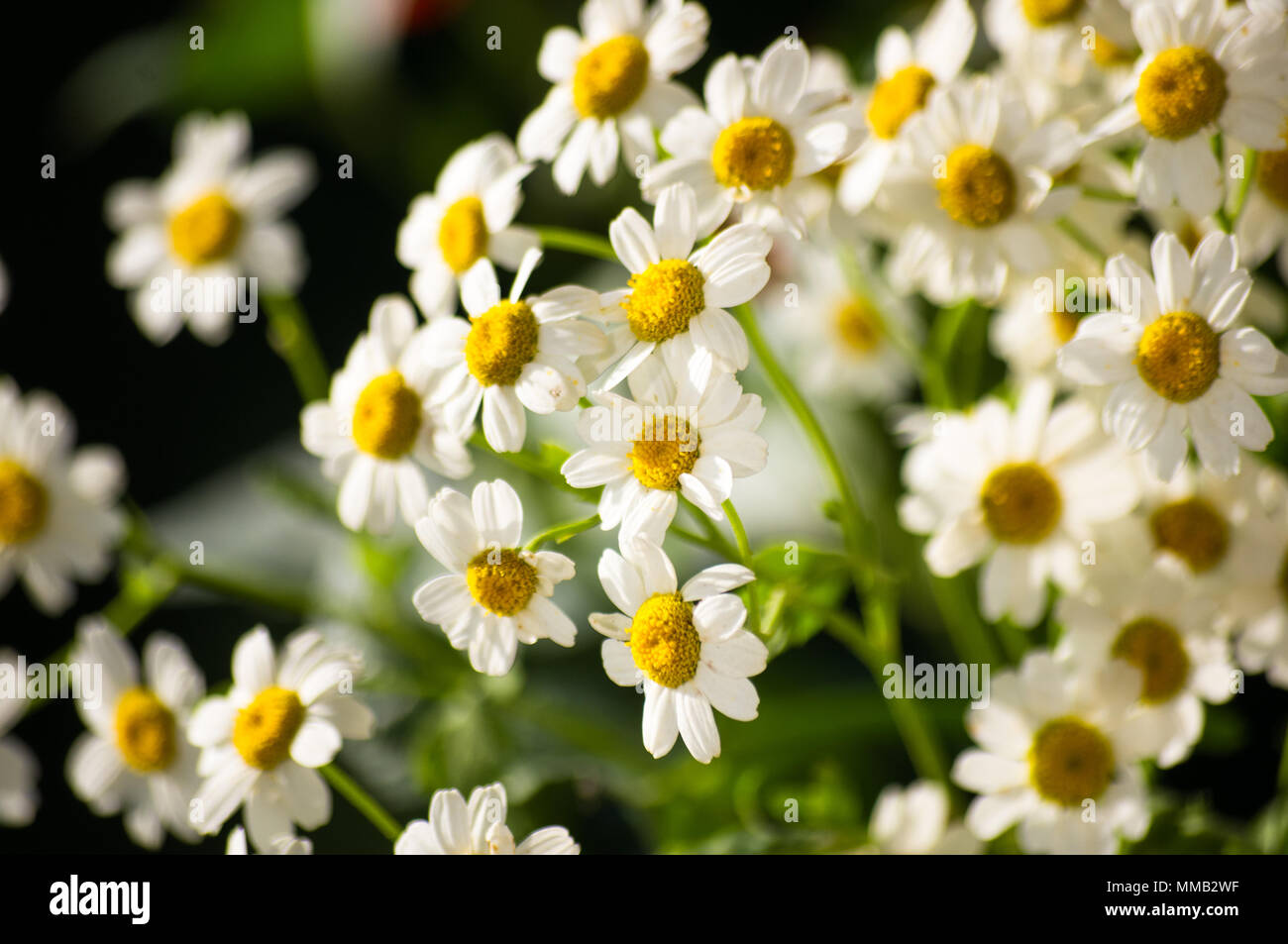 a colorful bouquet of bright spring flowers of various types, close-up ...