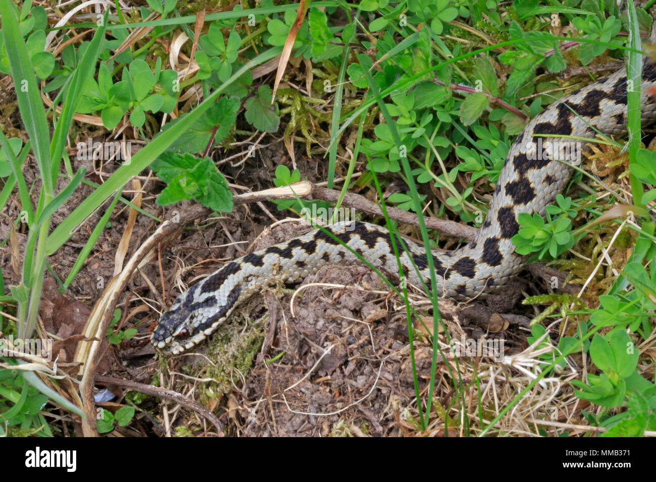 Male wild Adder in the Forest of Dean Stock Photo - Alamy