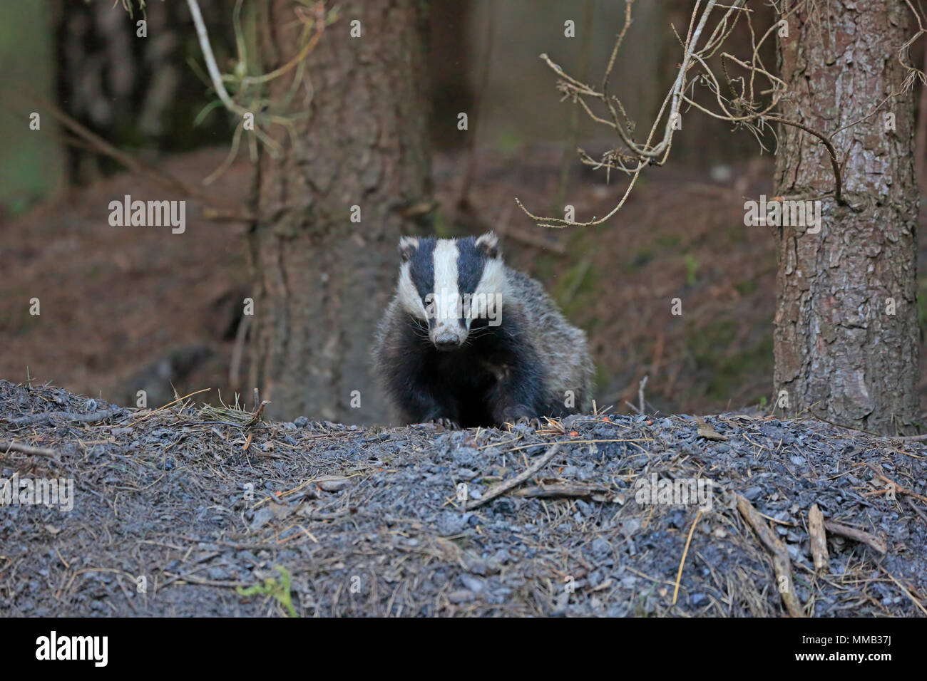 Adult Badger in the Forest of Dean Stock Photo - Alamy