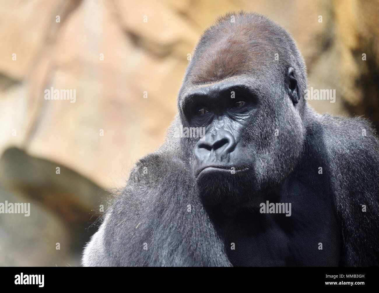 African mountain gorilla hi-res stock photography and images - Alamy