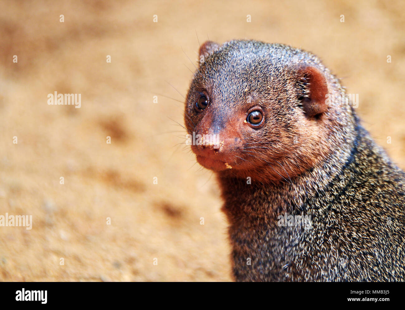 Dwarf Mongoose - Helogale Parvula Stock Photo - Alamy