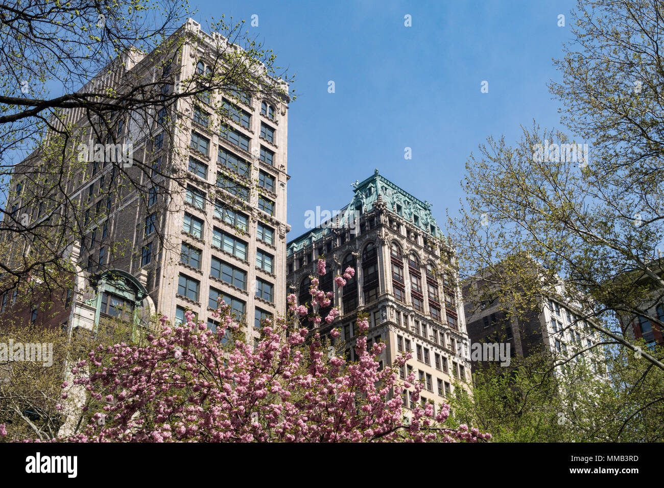 Architecture on Fifth Avenue is seen through Madison Square Park spring ...