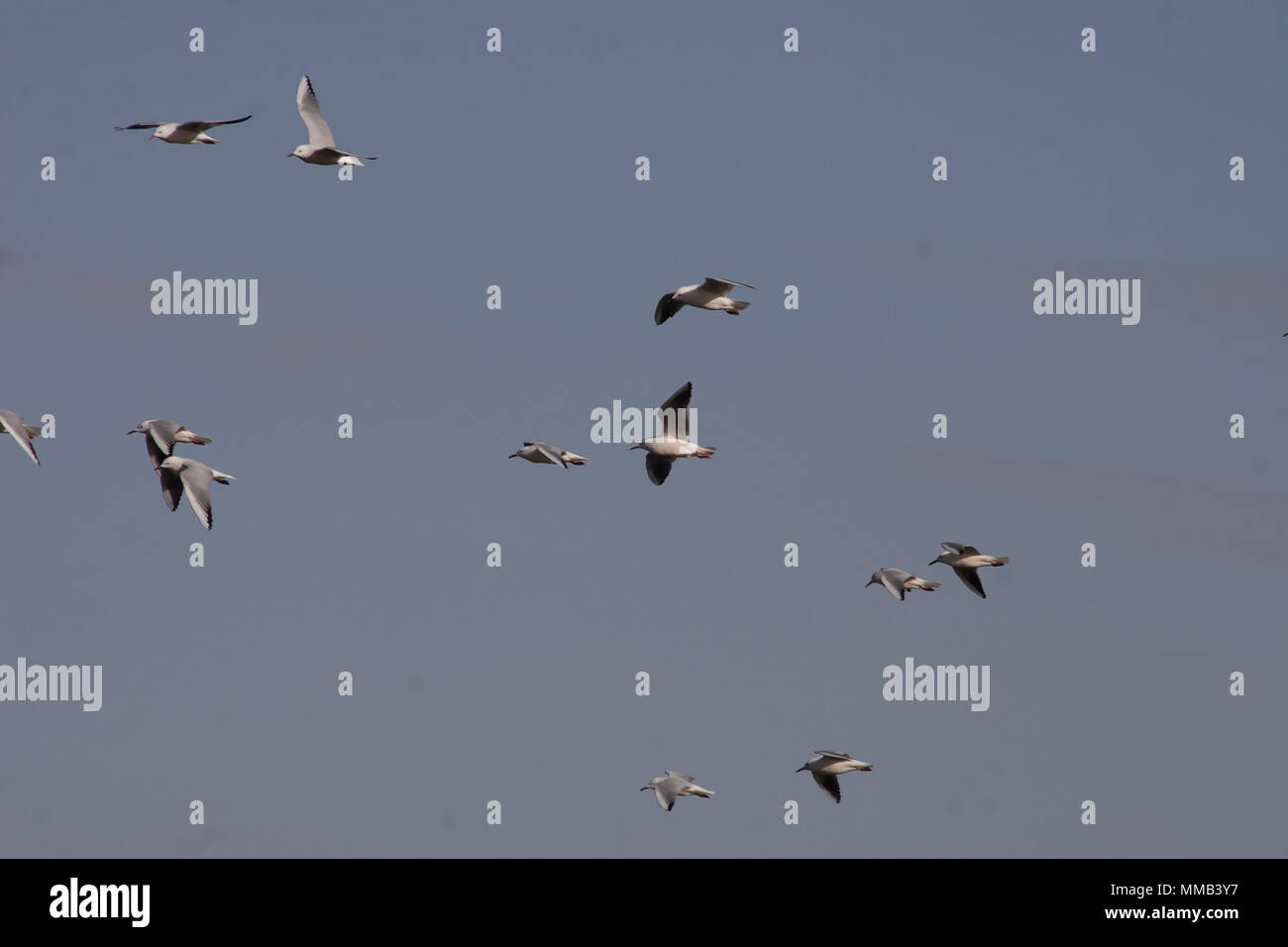 Birds in flight Stock Photo - Alamy