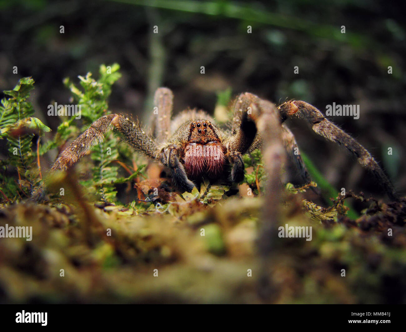 Frontal macro of a brazilian wandering spider (Phoneutria), also known ...