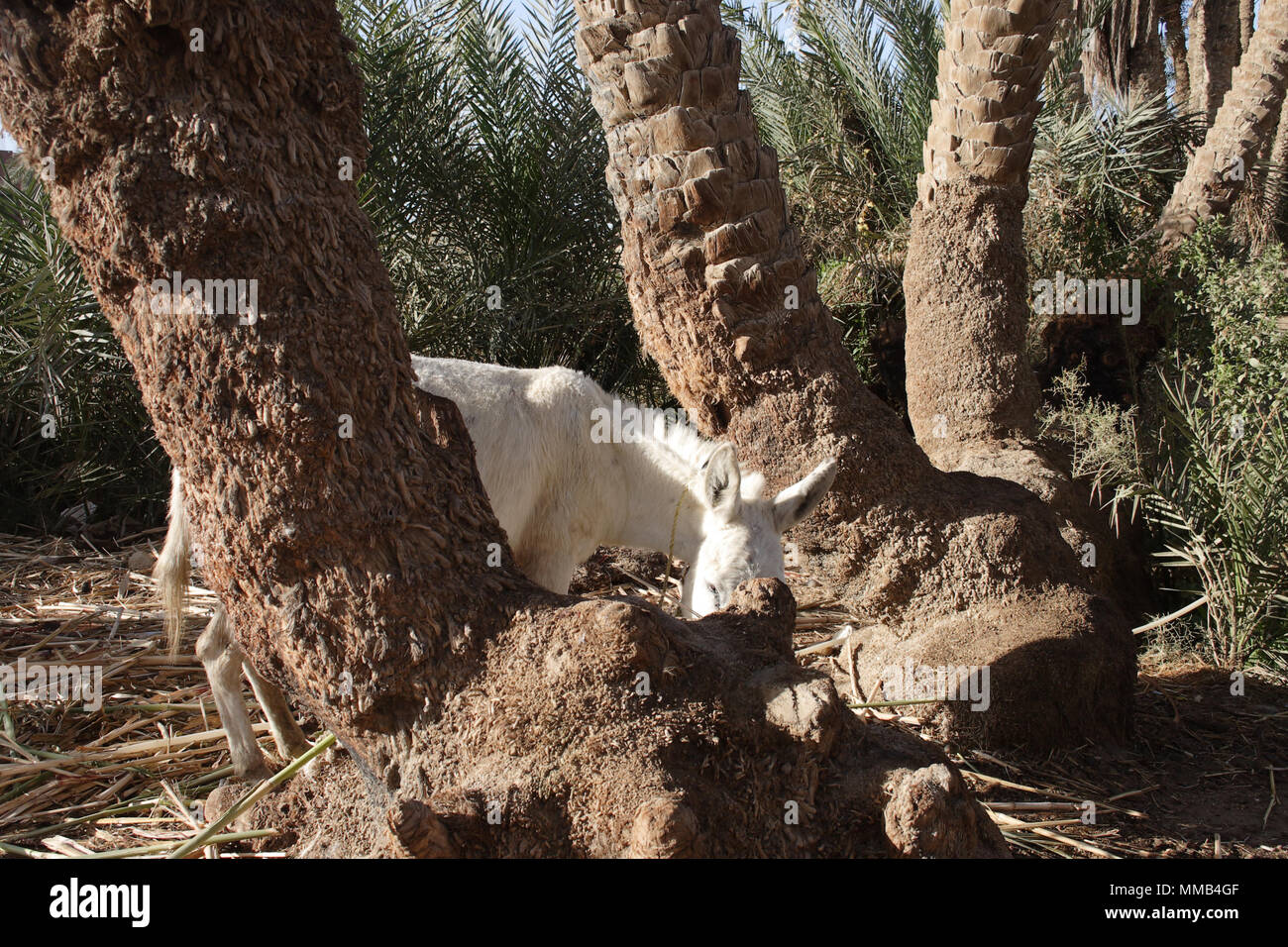 A donkey behind trees Stock Photo - Alamy