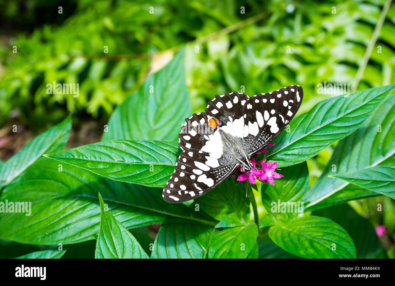 Exotic butterfly species hi-res stock photography and images - Alamy