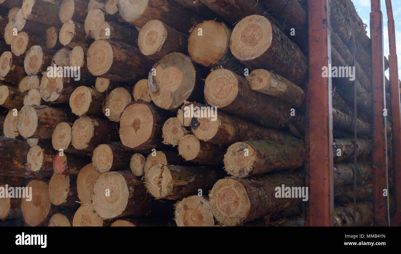 trees cut from forests and parks Stock Photo - Alamy