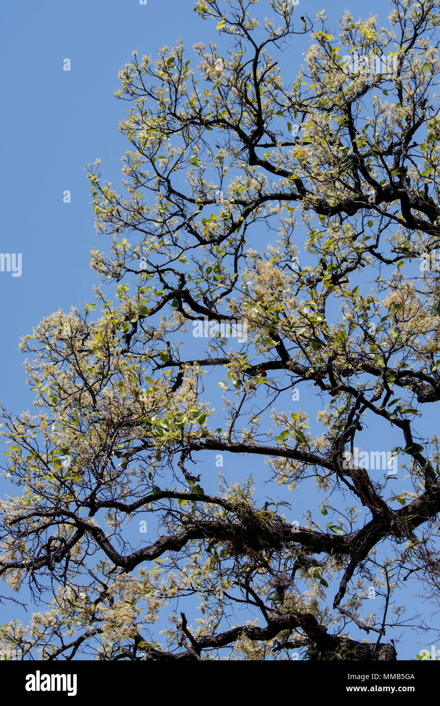 Sakhua tree hi-res stock photography and images - Alamy