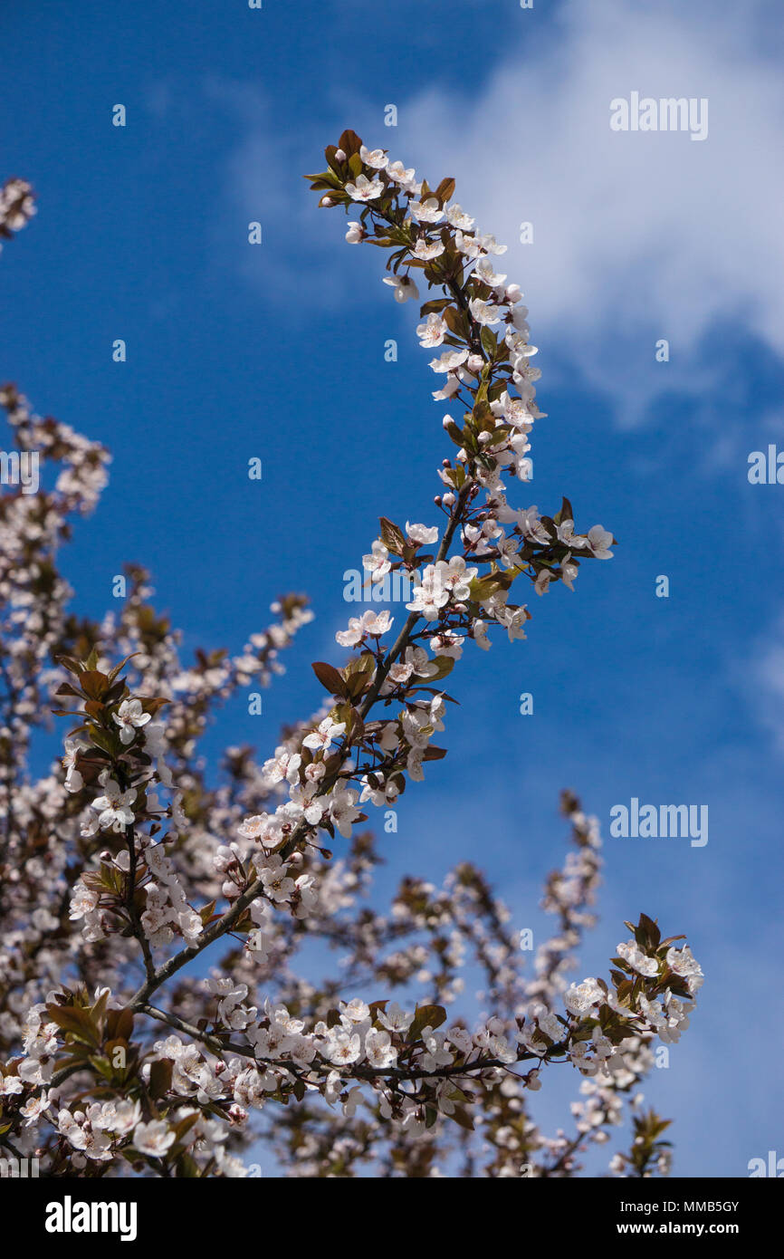 vivid colorful branch of cherry tree spring blossom blooming with ...