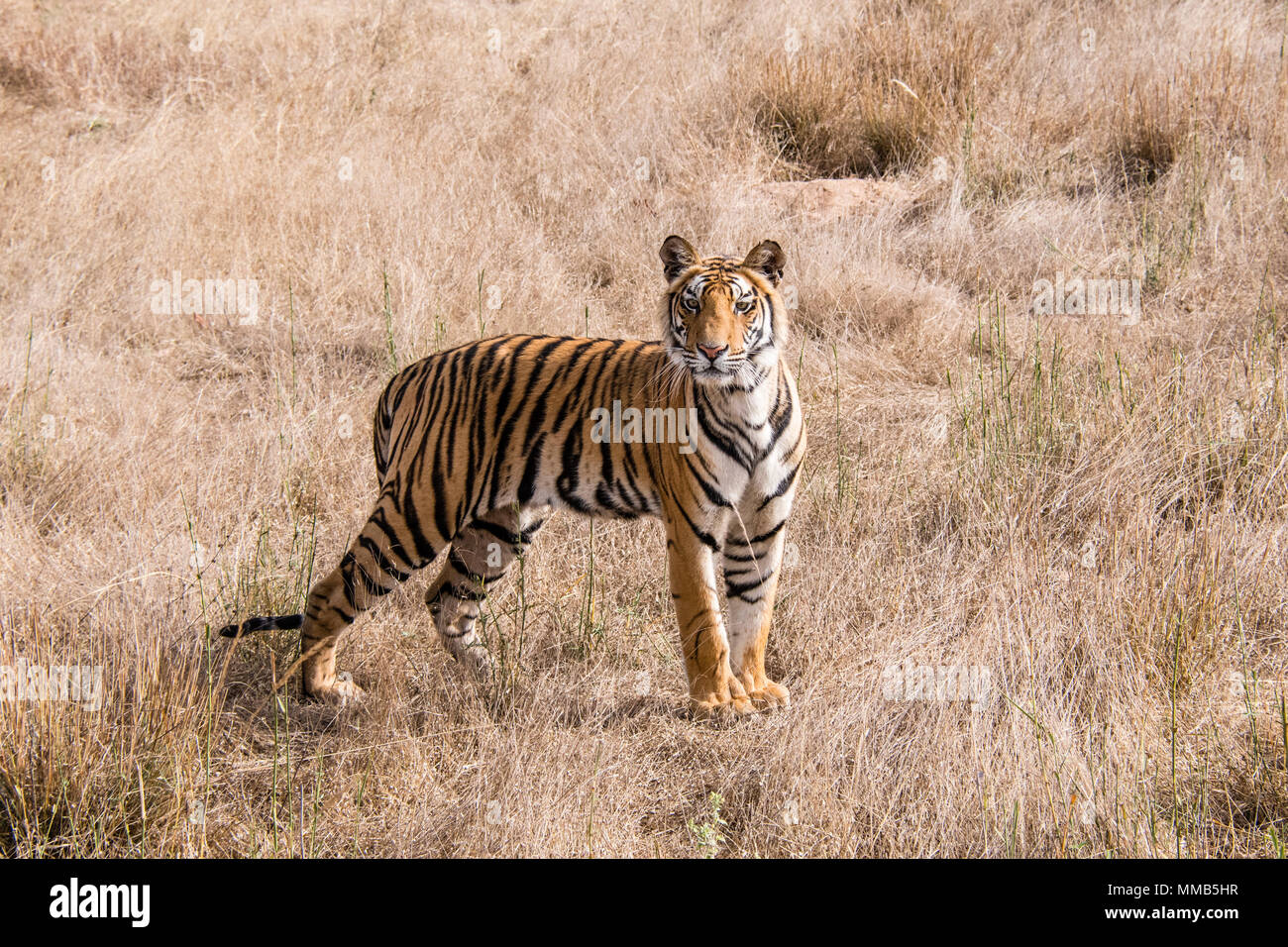 Two year old Bengal Tiger cub, Panthera tigris tigris, standing in dry ...