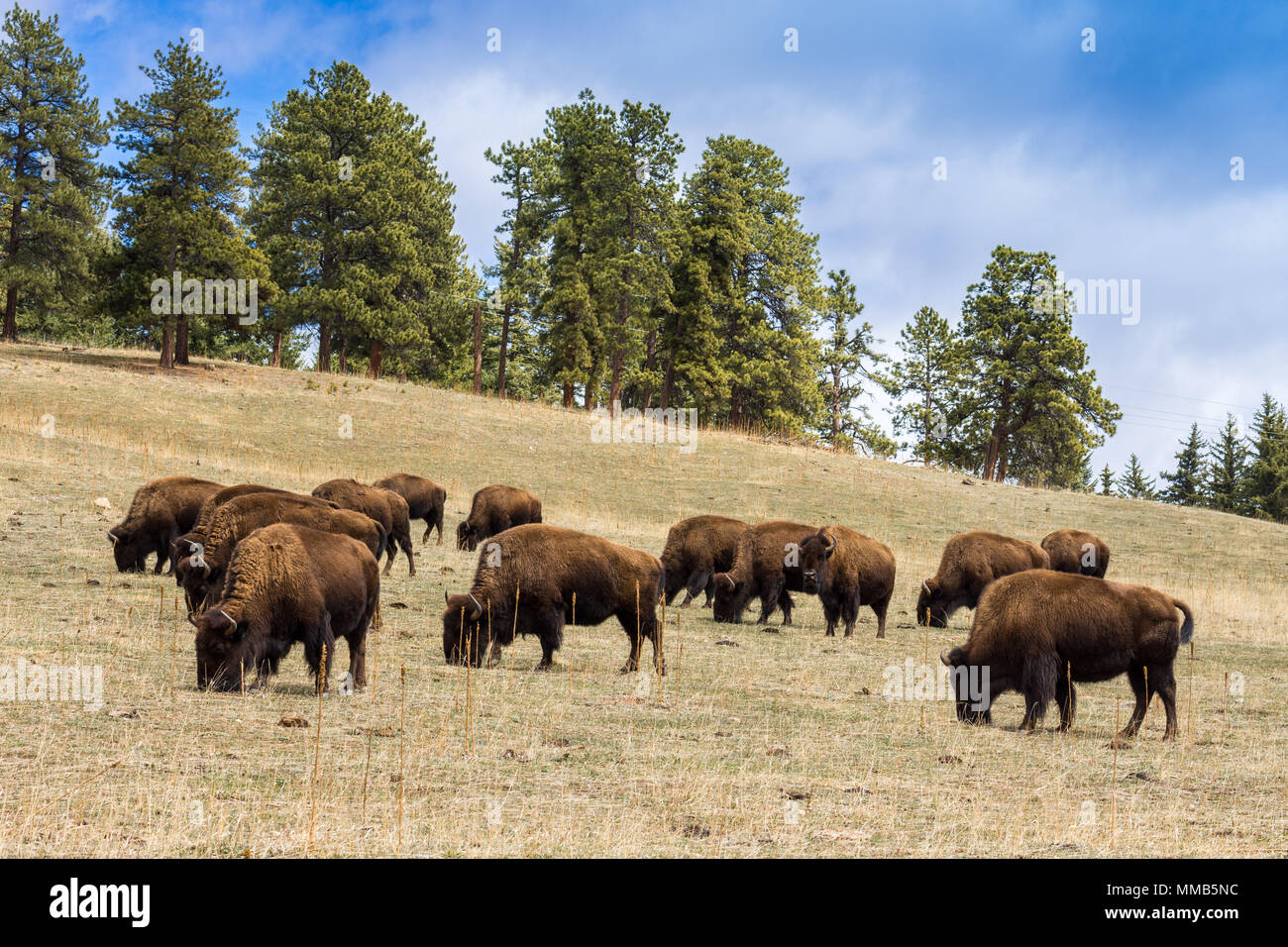 American Bison reserve, Golden, Colorado, USA Stock Photo - Alamy