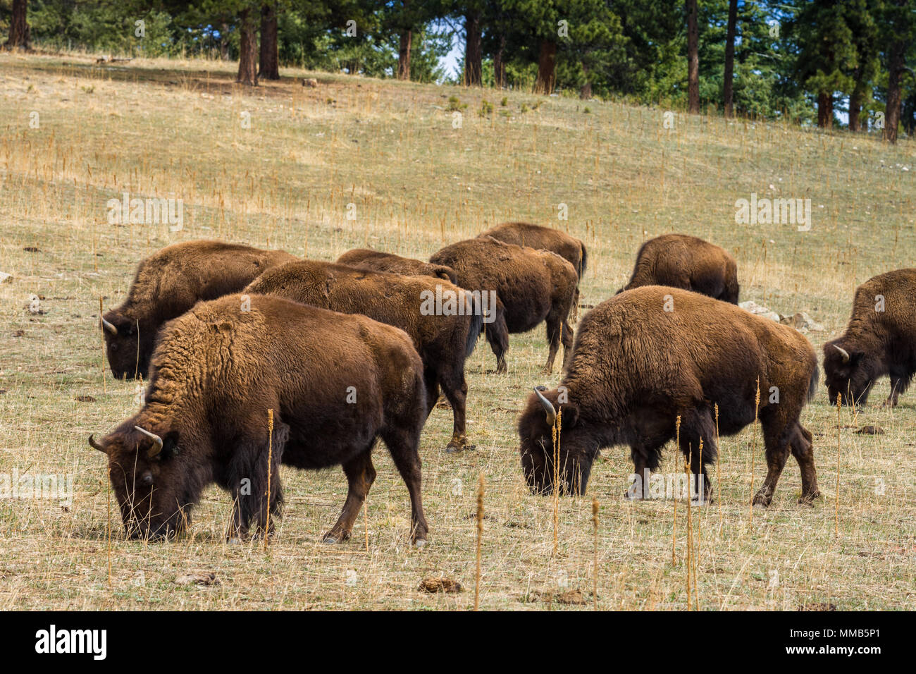 Golden reserve hi-res stock photography and images - Alamy