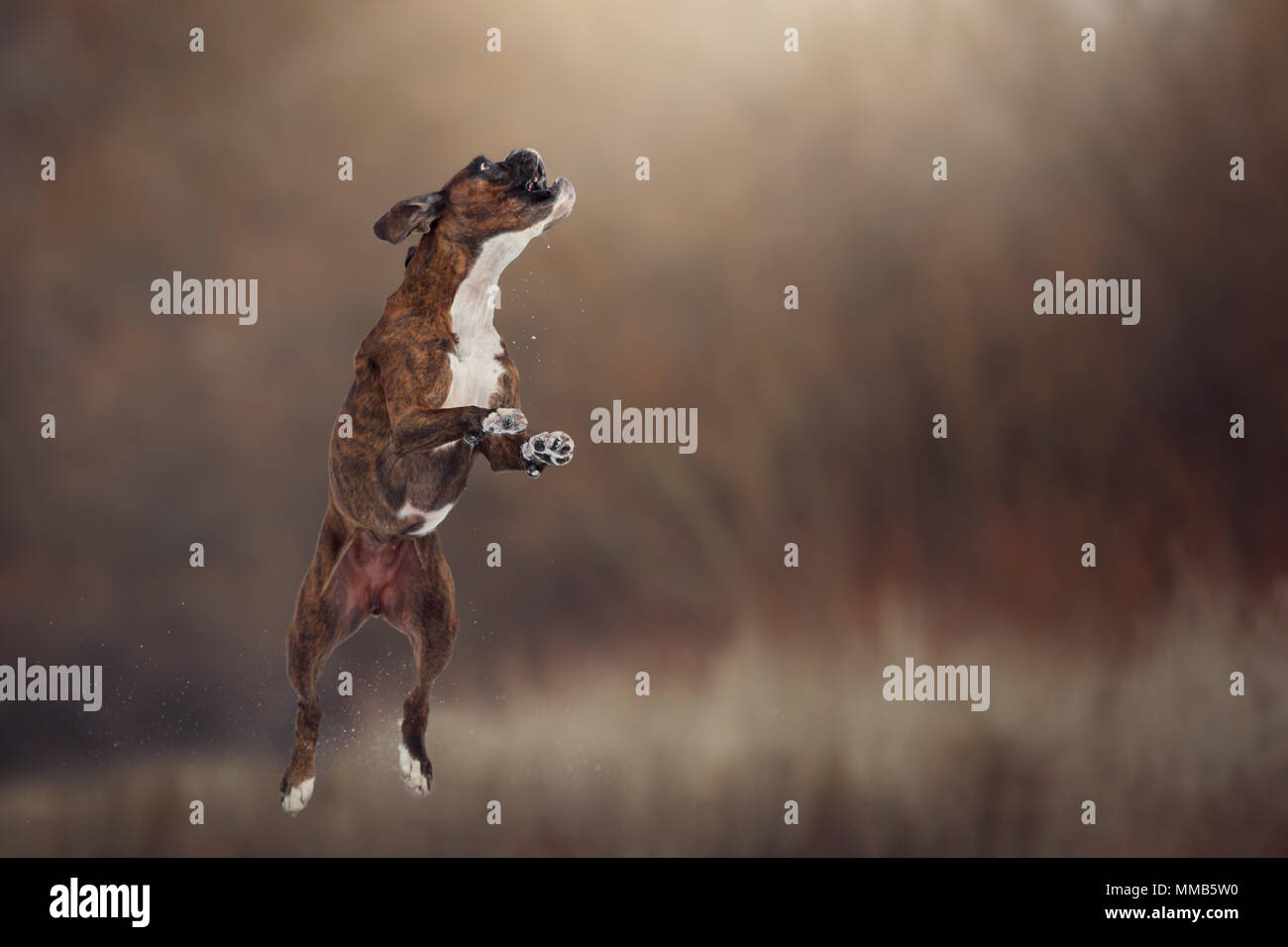 Boxer dog jumping in the air and try to catch her favorite ball Stock ...