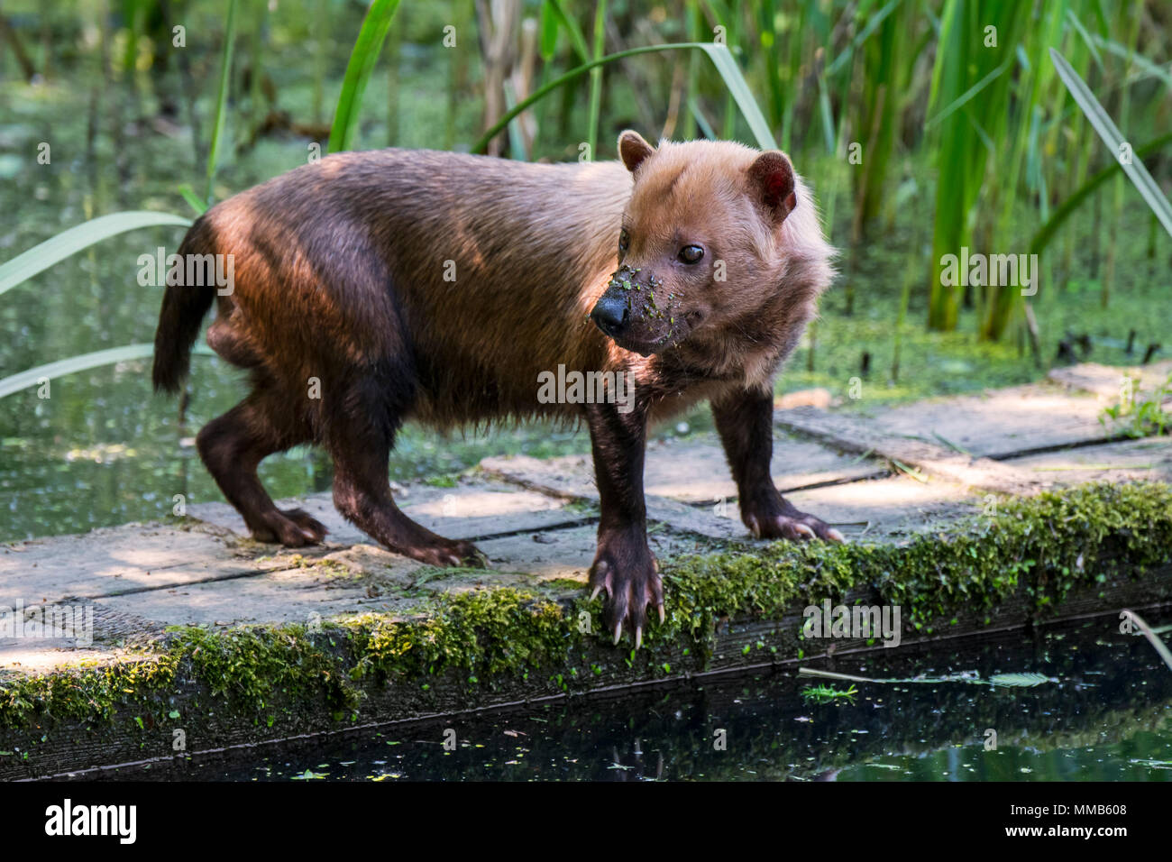 Is A Bush Dog A Dog