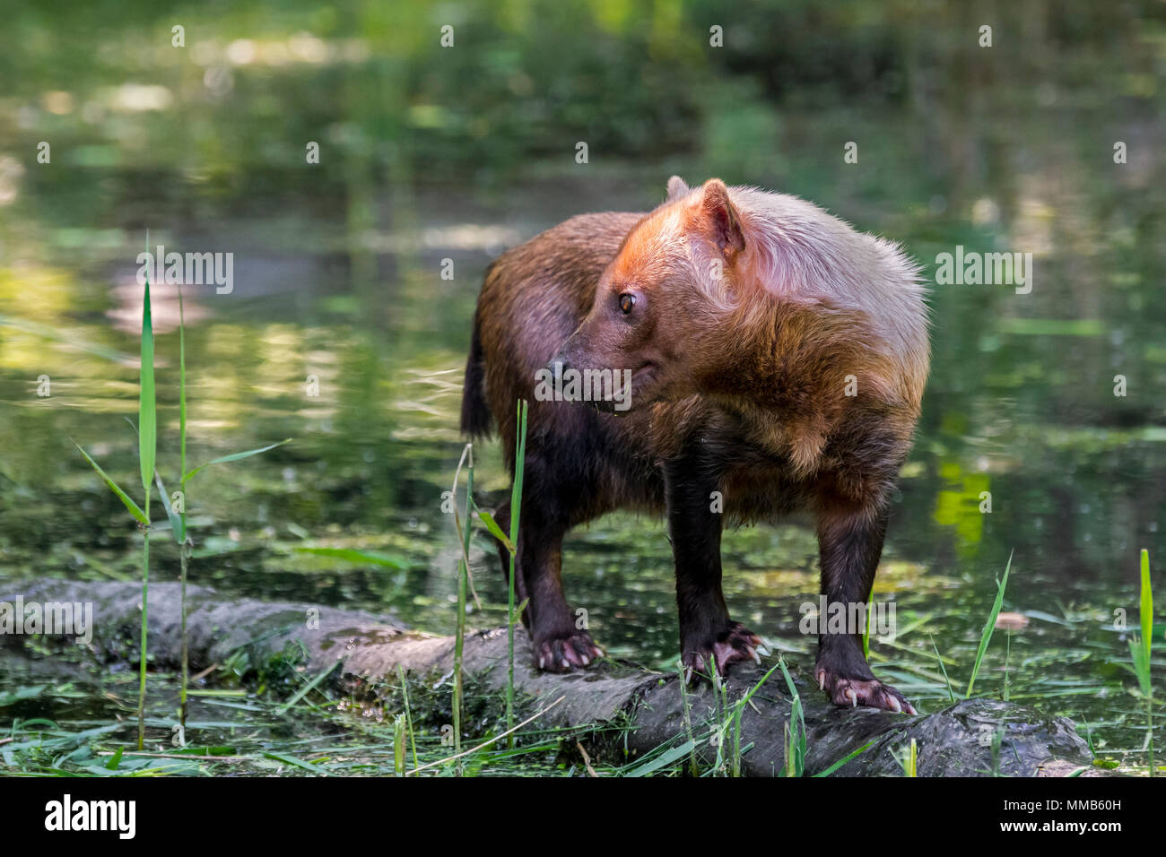 Bush dog (Speothos venaticus) canid native to Central and South America ...
