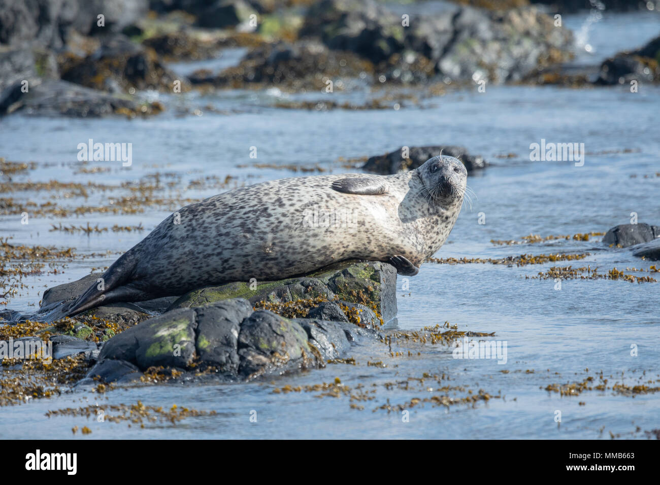 Rathlin island hi-res stock photography and images - Alamy