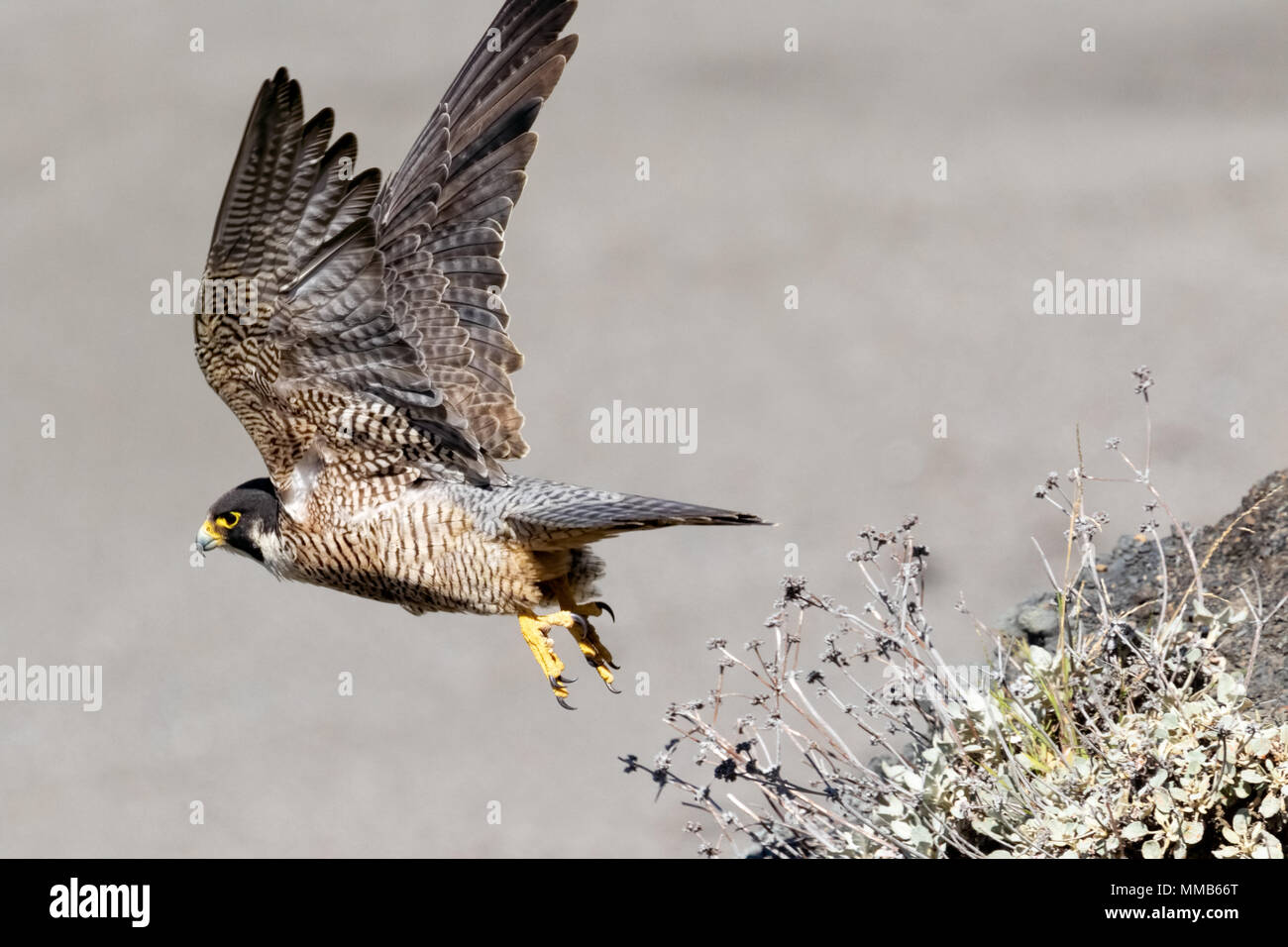 Peregrine falcon, Falco peregrinus, taking off from an ocean cliff in ...