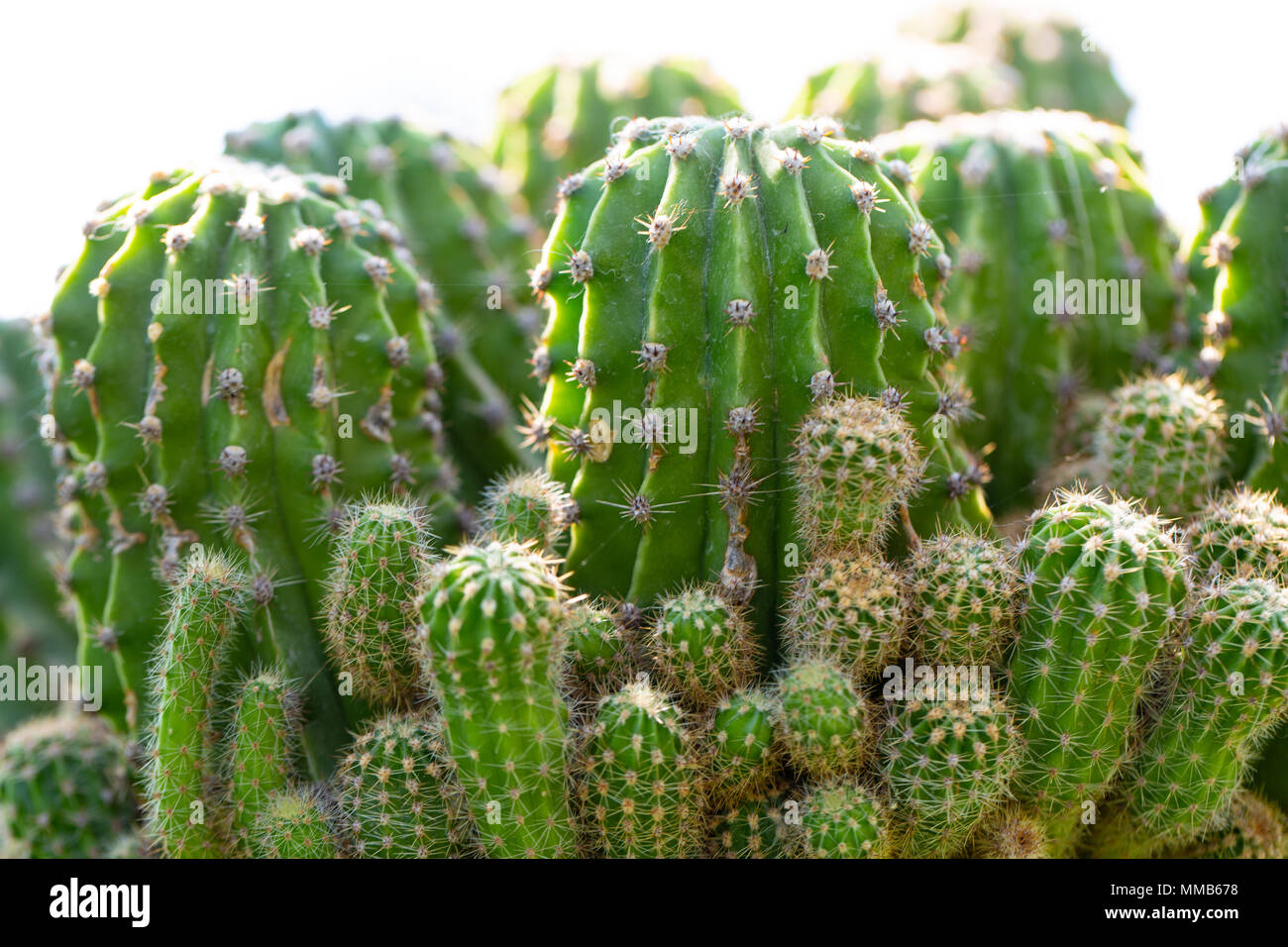 Green cacti. Many cacti in one pot on the ground. Cacti family Stock ...