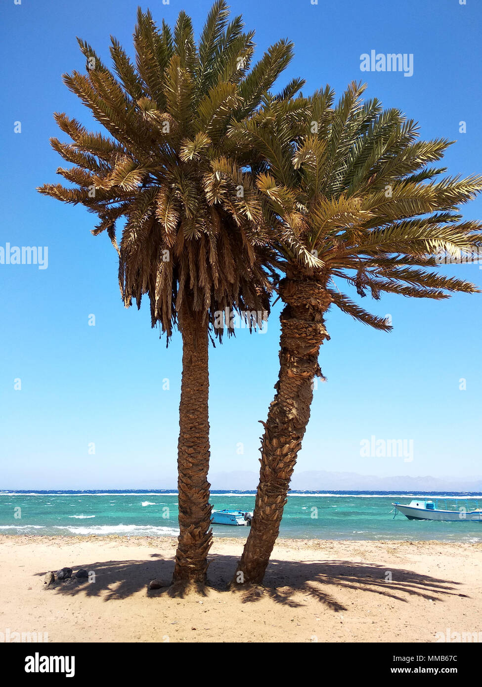 Palm trees on beach. Sea, sky, boat, sunny day. Dahab, Sinai, Egypt ...