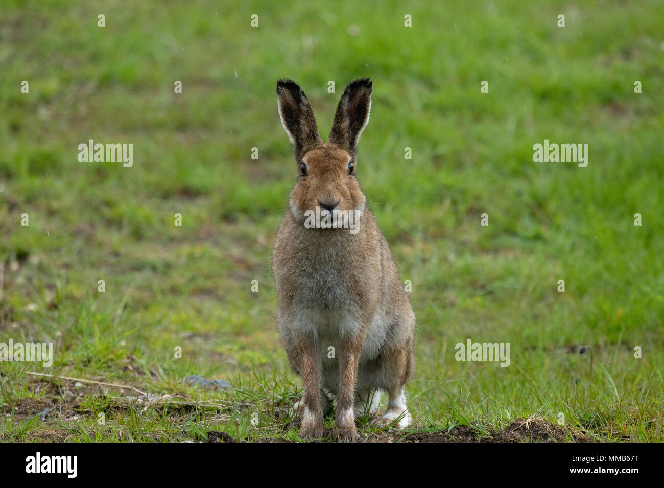 Irish Hare - Rathlin Island Stock Photo - Alamy