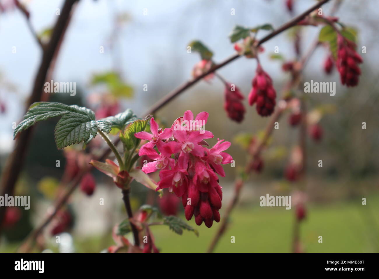 Flushed pink hi-res stock photography and images - Alamy