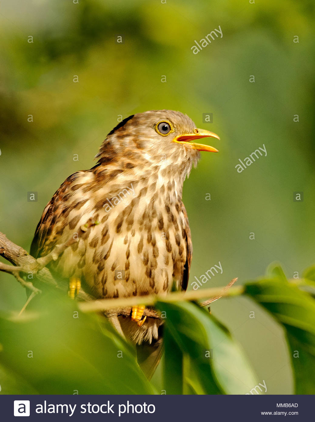 Common Cuckoo Juvenile Stock Photos & Common Cuckoo Juvenile Stock ...