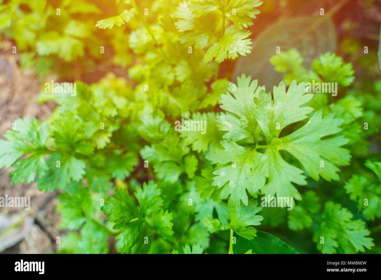 Coriander plant Fresh herb garden at home close up green leaves Stock ...