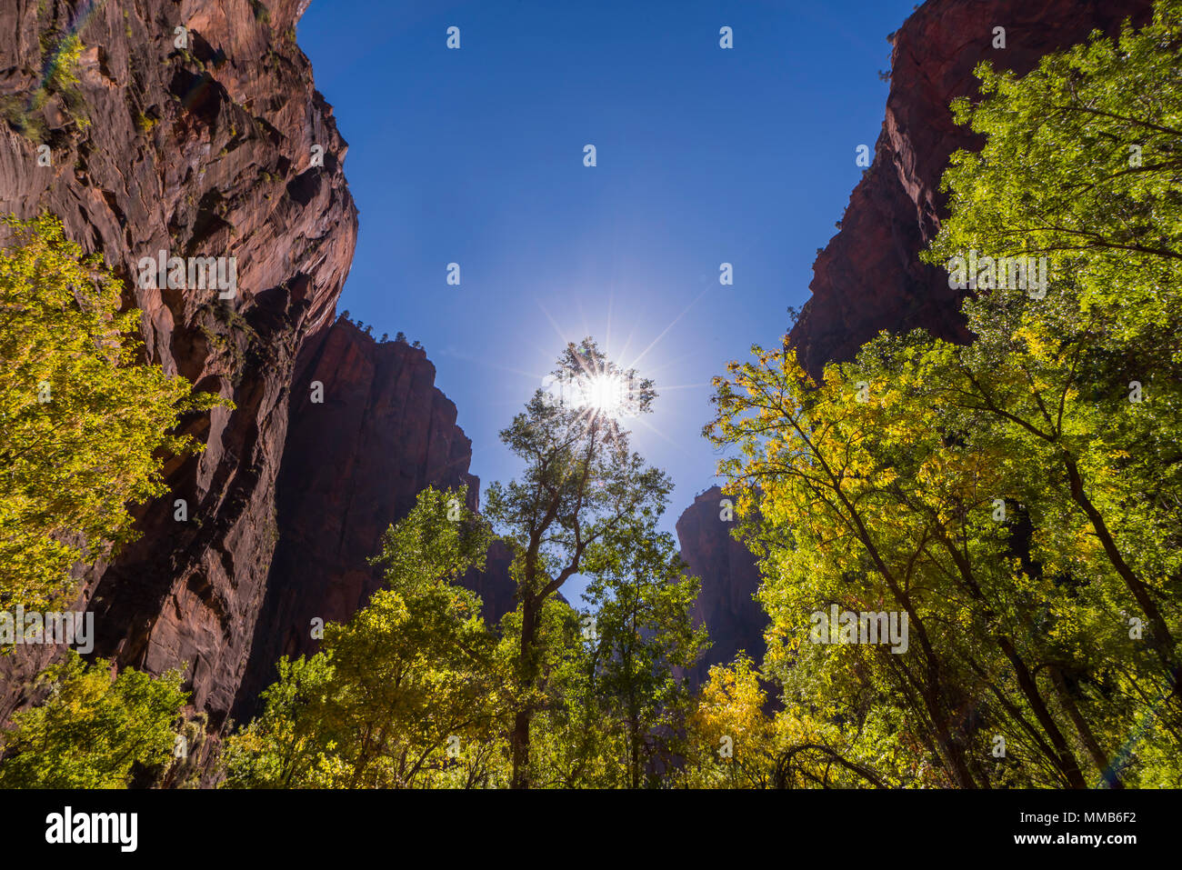 Sun shines through trees in Zion National Park Stock Photo - Alamy