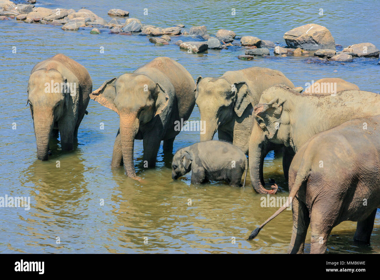 Colonial british elephants hi-res stock photography and images - Alamy