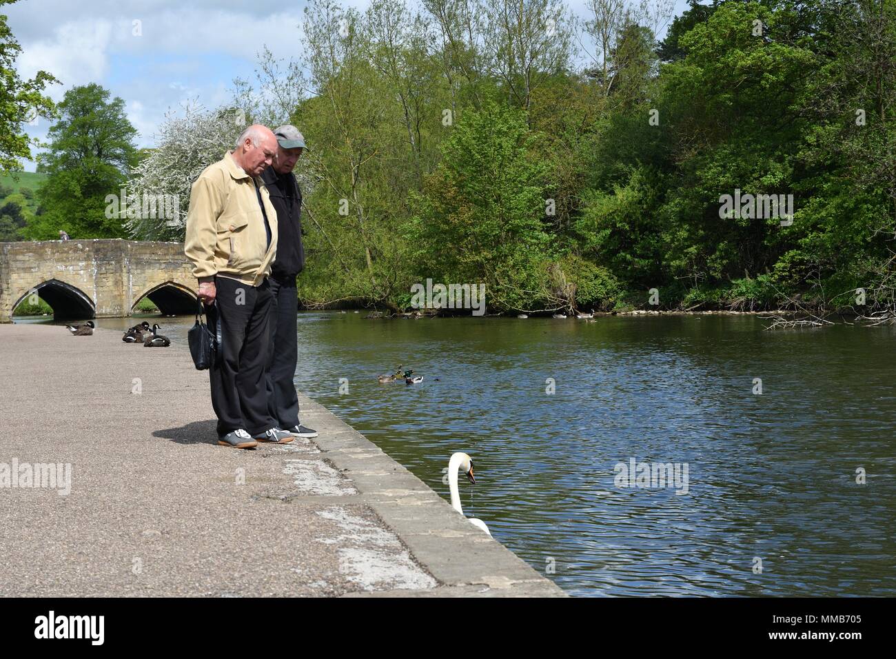 Men looking at a swan hi-res stock photography and images - Alamy