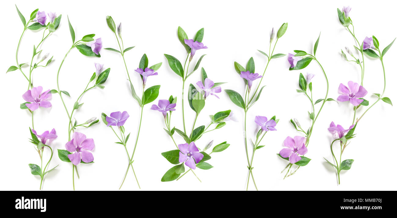 Periwinkle Flower Drawing