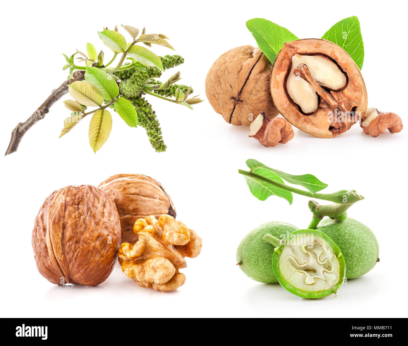 Walnuts collections isolated on white background Stock Photo - Alamy