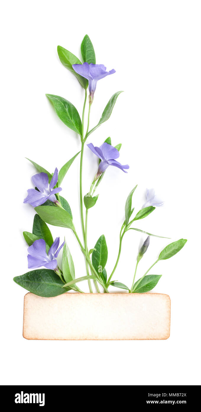 Spring flowers Periwinkle isolated in white, top view. Valentine's ...