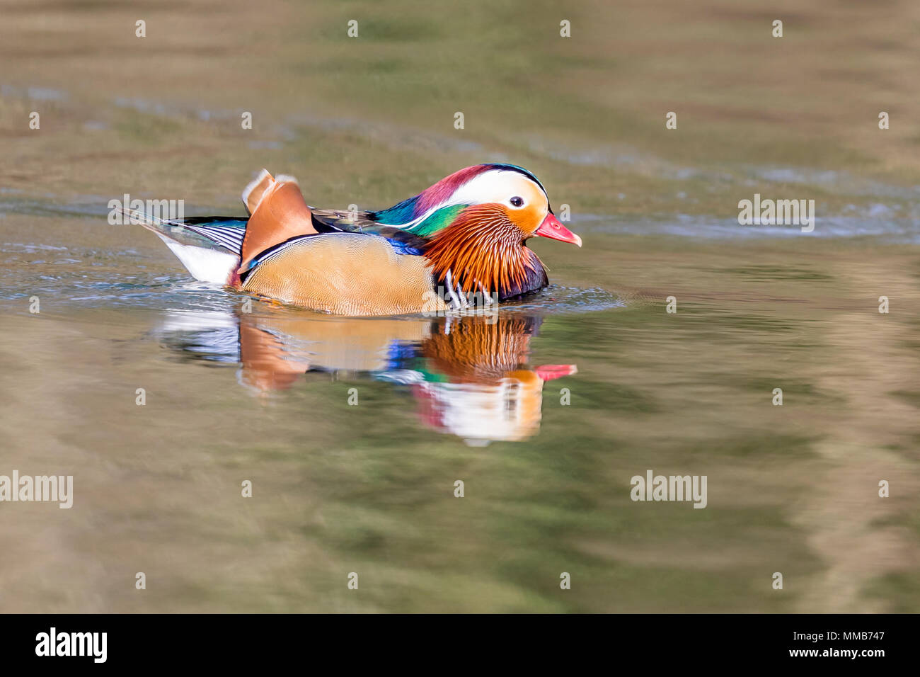 Mandarin duck male uk hi-res stock photography and images - Alamy
