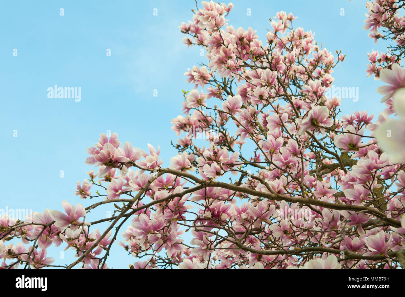 Blue sky blooms hi-res stock photography and images - Alamy