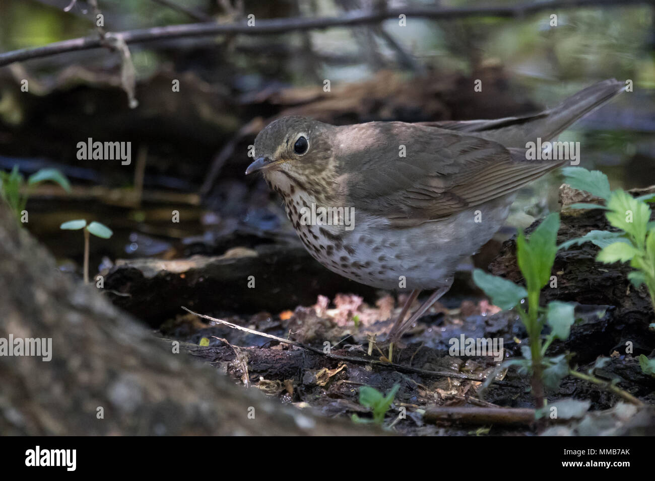 Swainsons thrush hi-res stock photography and images - Alamy