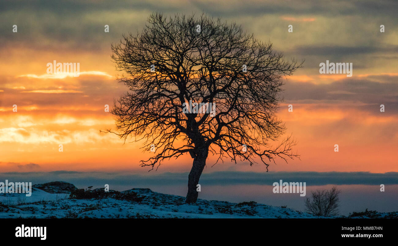 A Single tree silhouetted against a vibrant sunset in Arctic Norway ...
