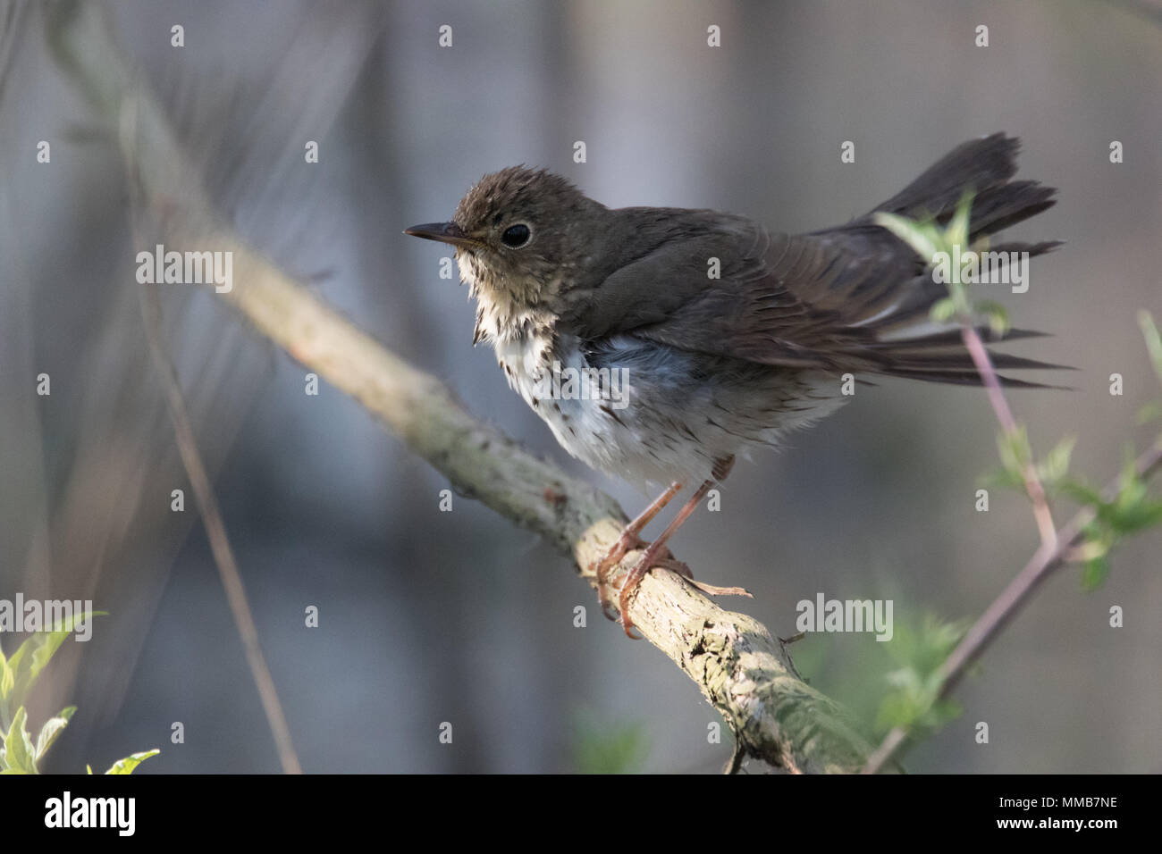 Swainson’s thrush hi-res stock photography and images - Alamy