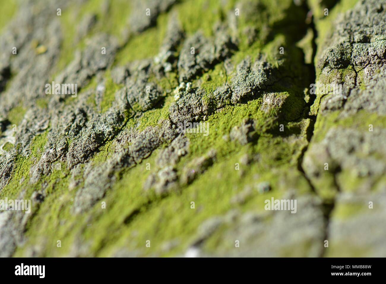 Natural Texture - Tree Stock Photo - Alamy