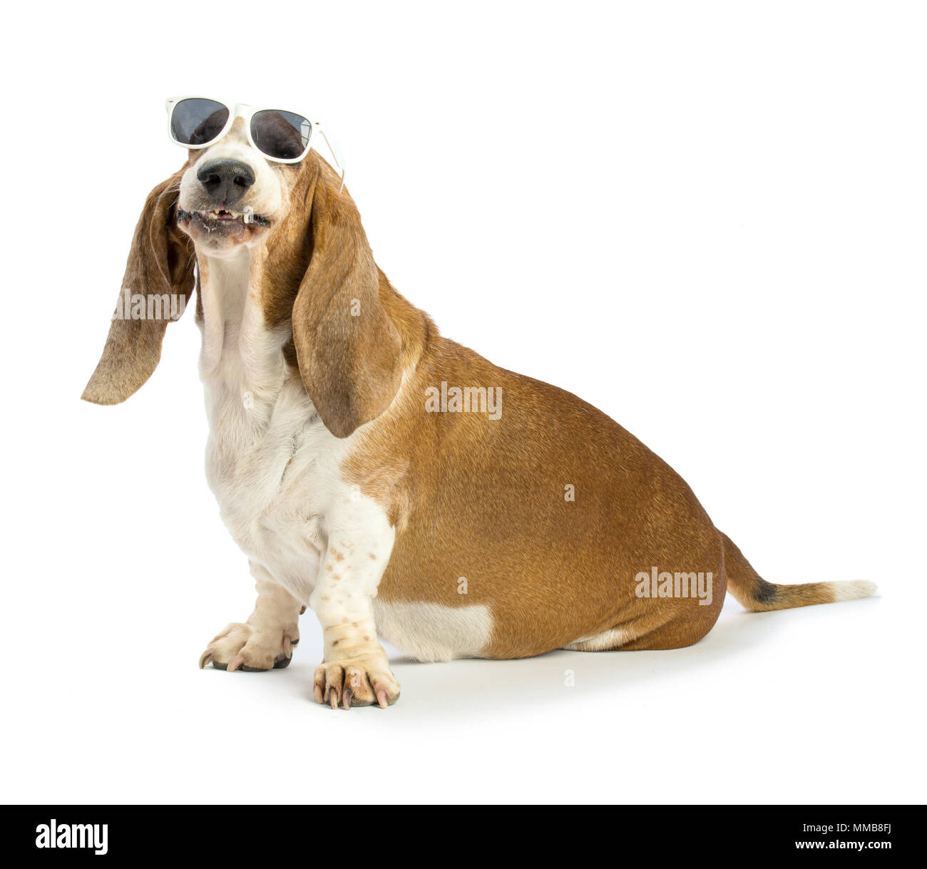 Brown basset hi-res stock photography and images - Alamy