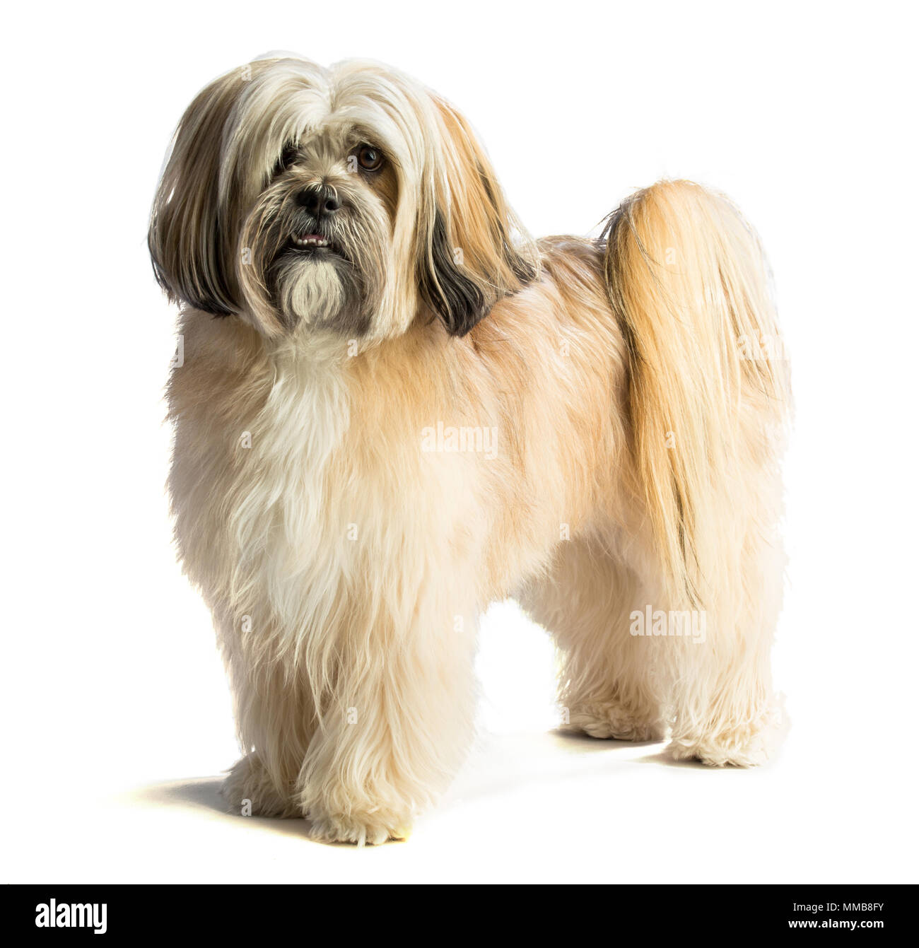 Lhassa apso hi-res stock photography and images - Alamy
