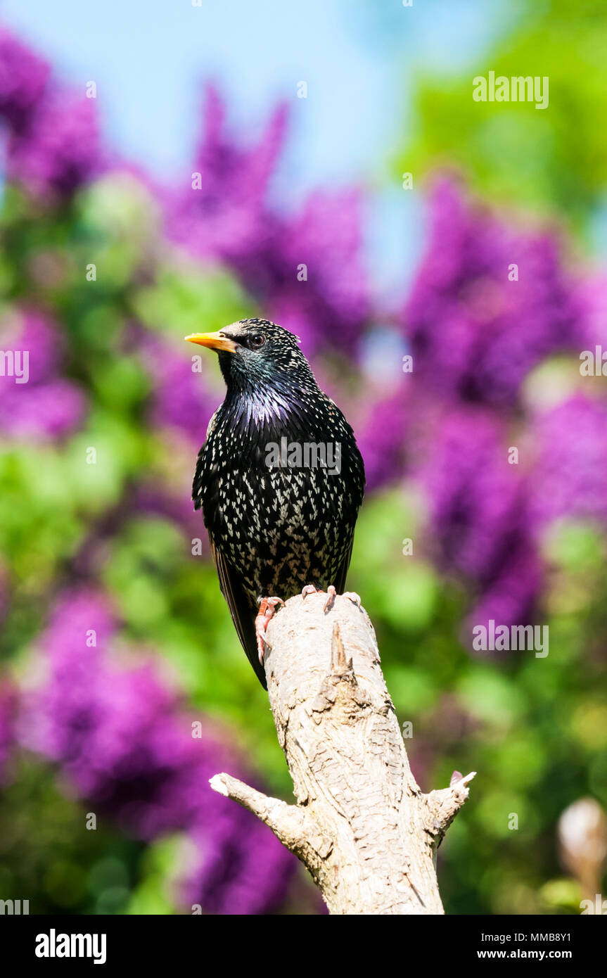 Starling british isles hi-res stock photography and images - Alamy