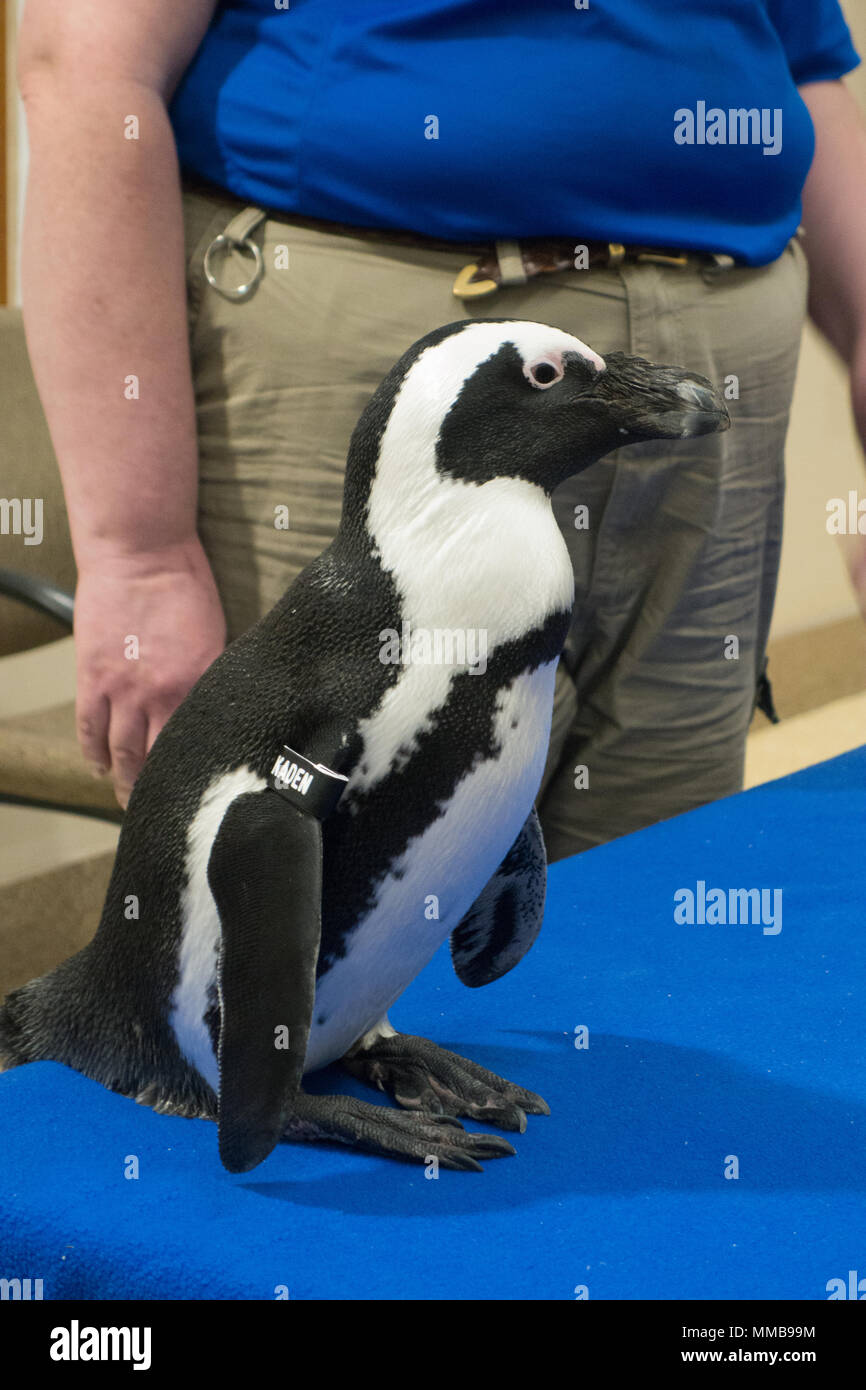 African aviary hi-res stock photography and images - Alamy