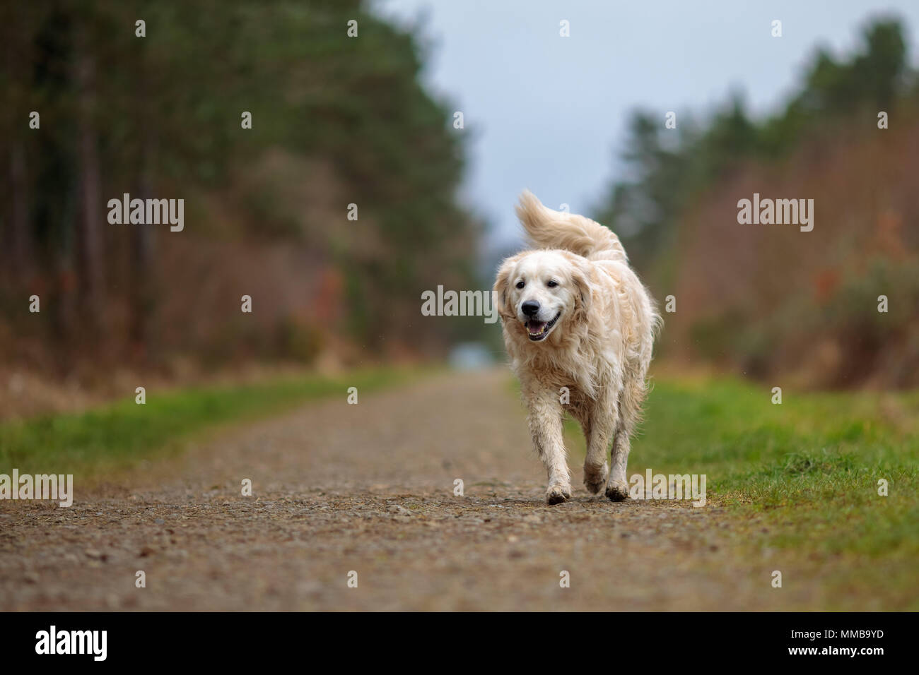 golden retriver dog Stock Photo - Alamy