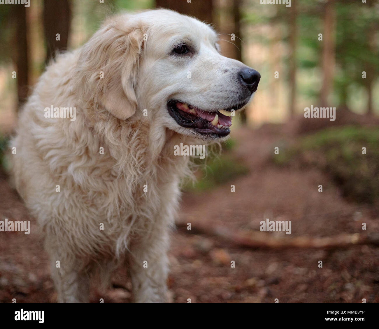 golden retriver dog Stock Photo - Alamy