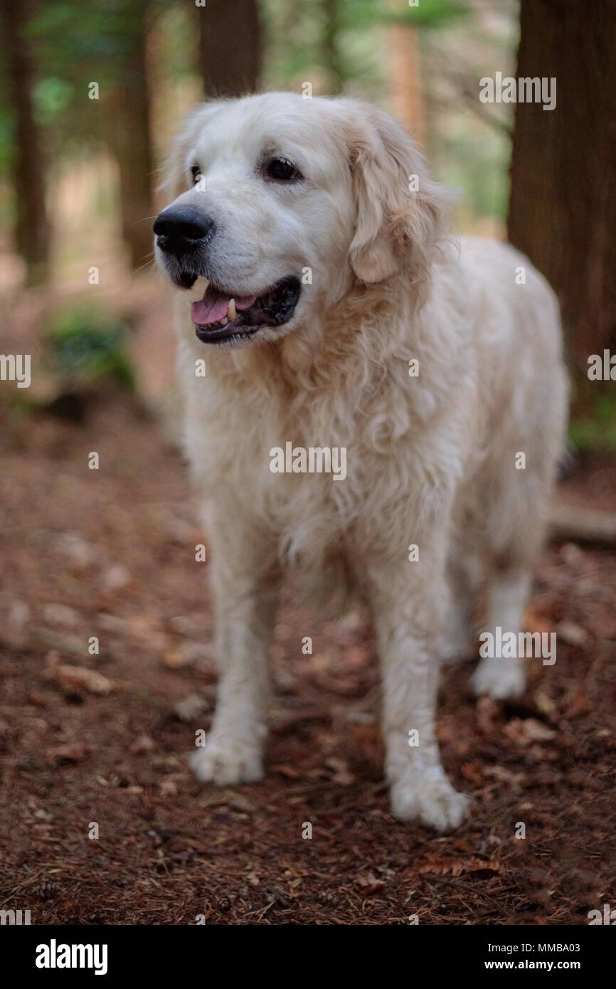 golden retriver dog Stock Photo - Alamy