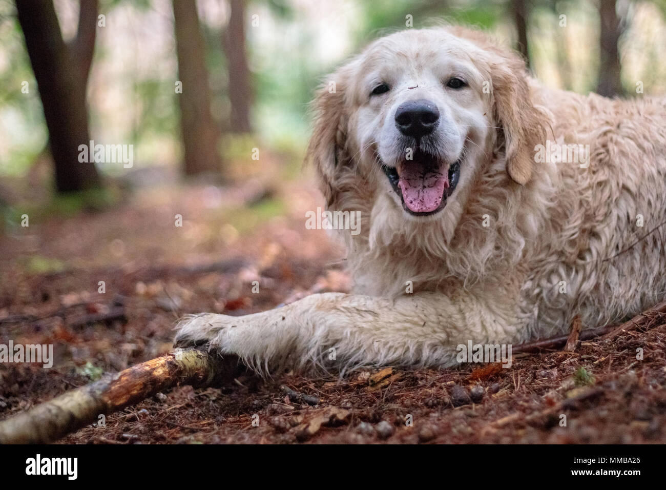 golden retriver dog Stock Photo - Alamy