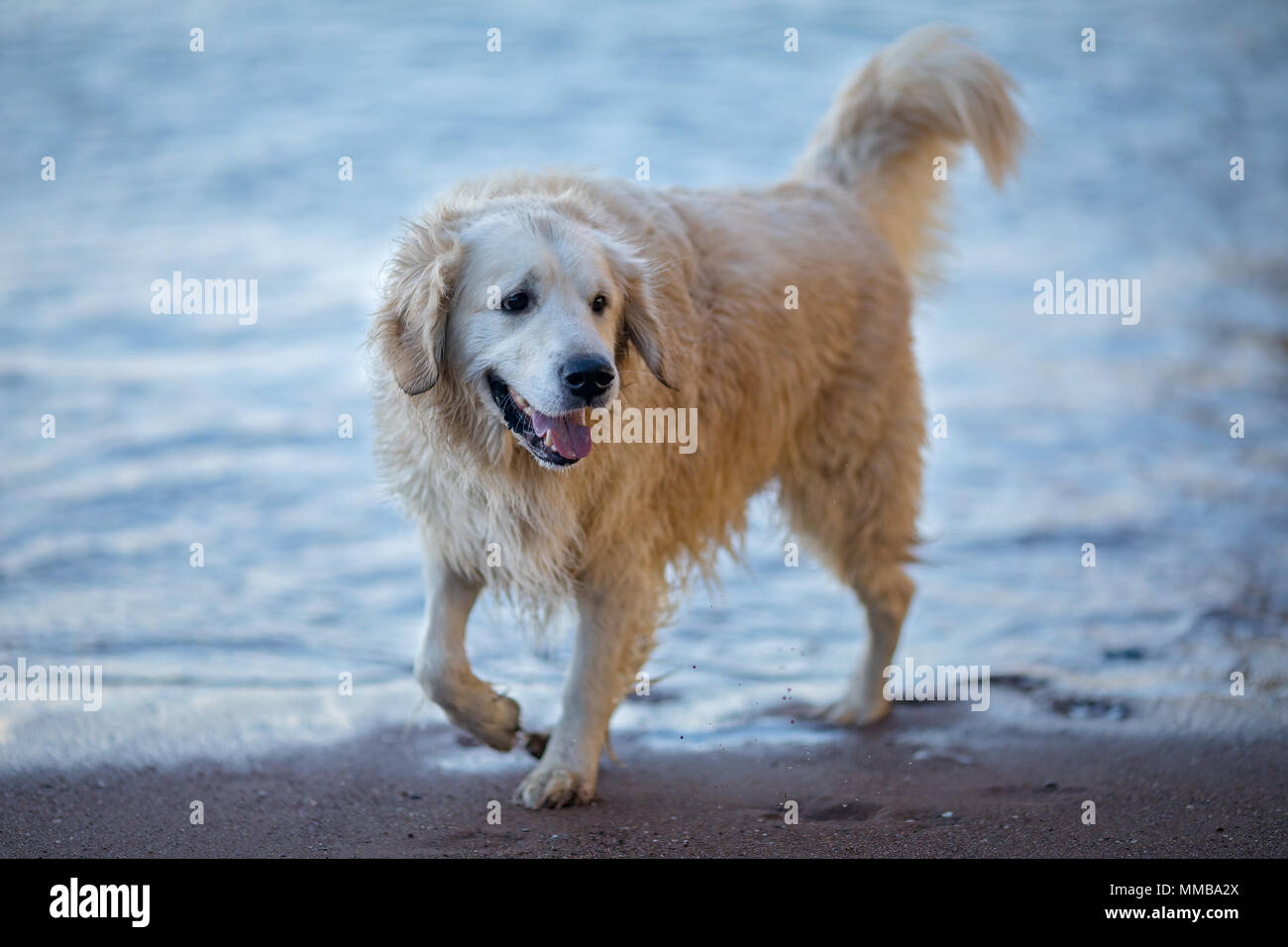 White golden retriver hi-res stock photography and images - Alamy