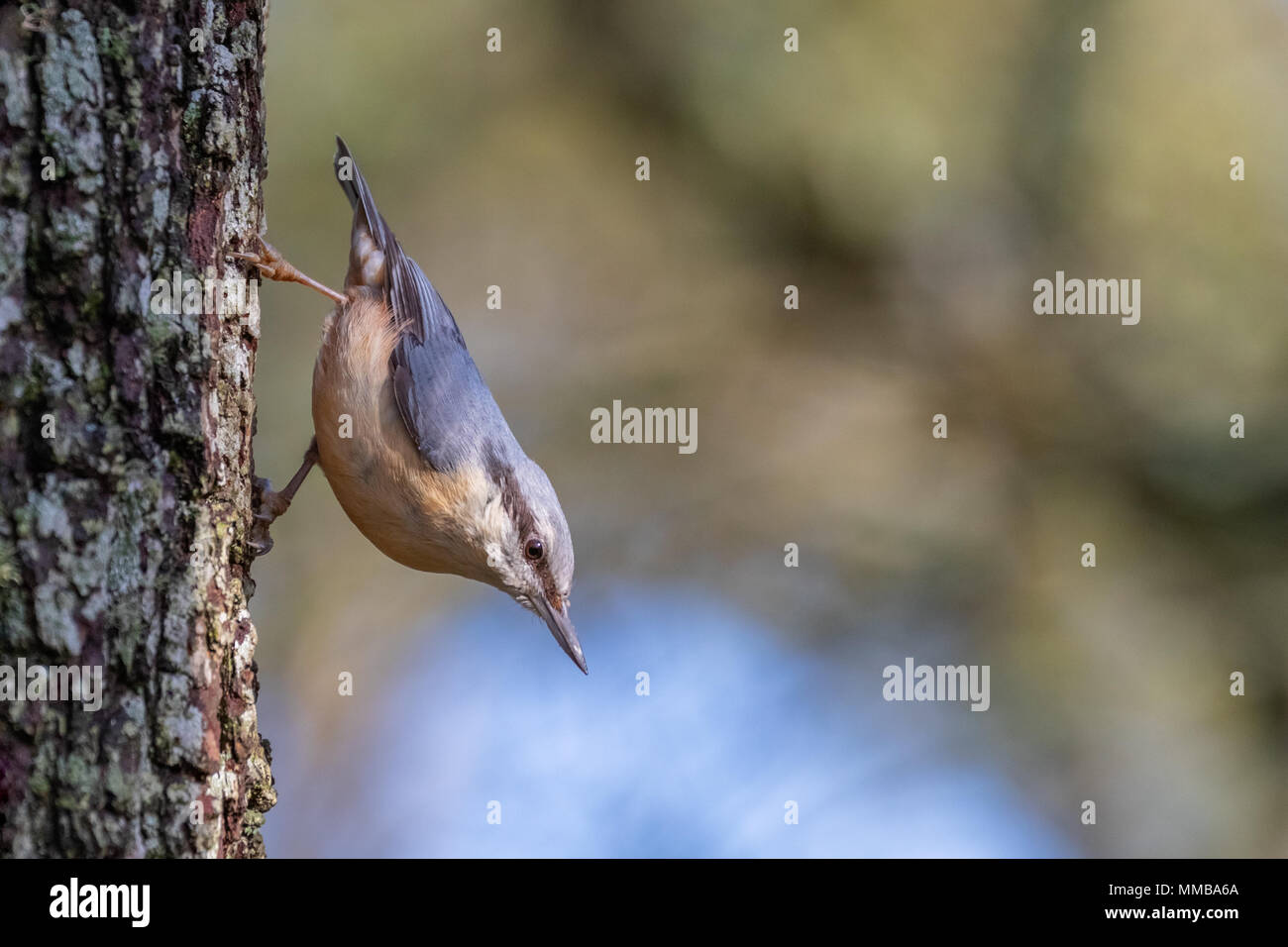 Nuthatch singing uk hi-res stock photography and images - Alamy