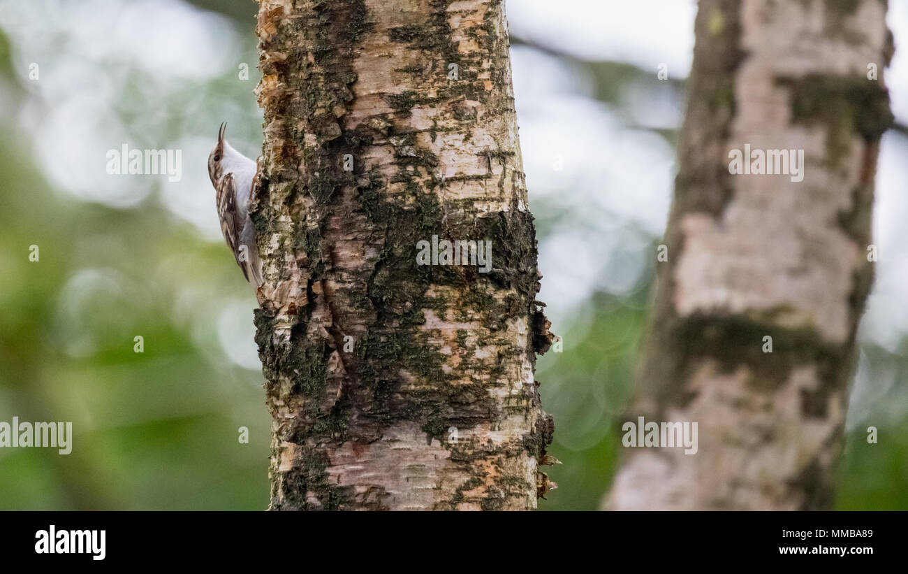 Tree climbing birds hi-res stock photography and images - Alamy